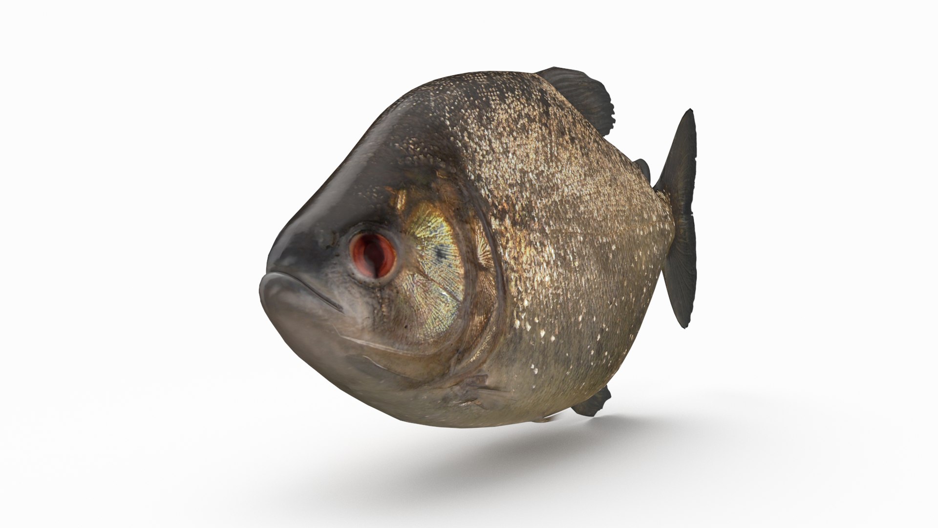 3D Redeye Piranha Red - TurboSquid 1508503