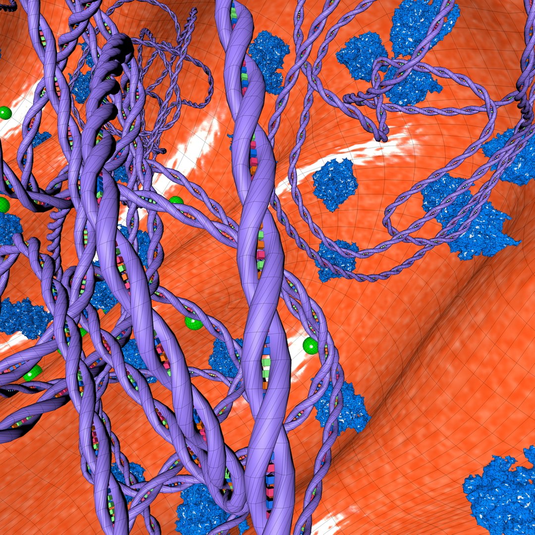 3d Mitochondrion Cells