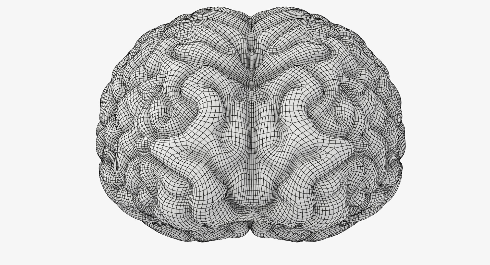 3d human brain