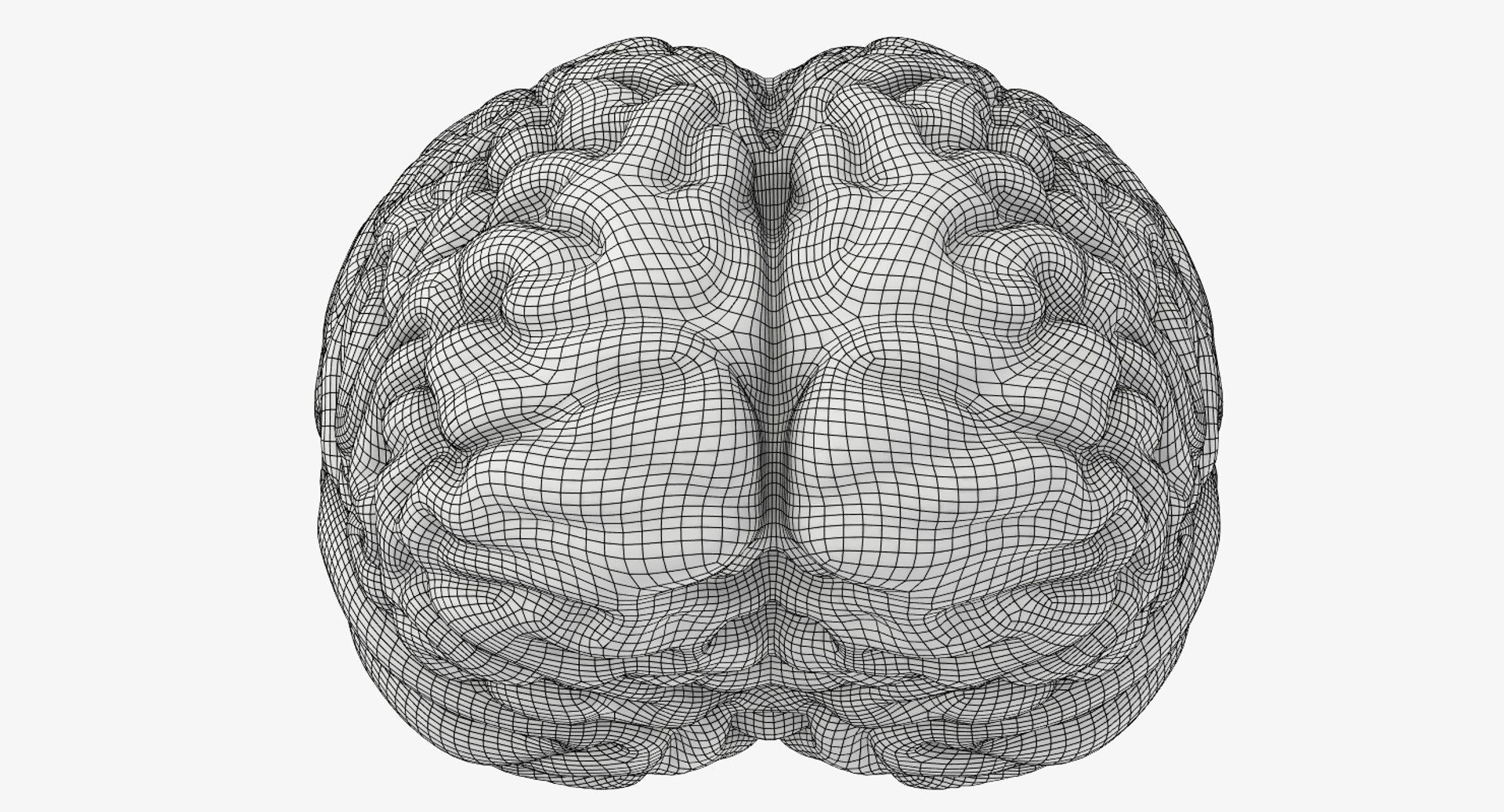 3d human brain