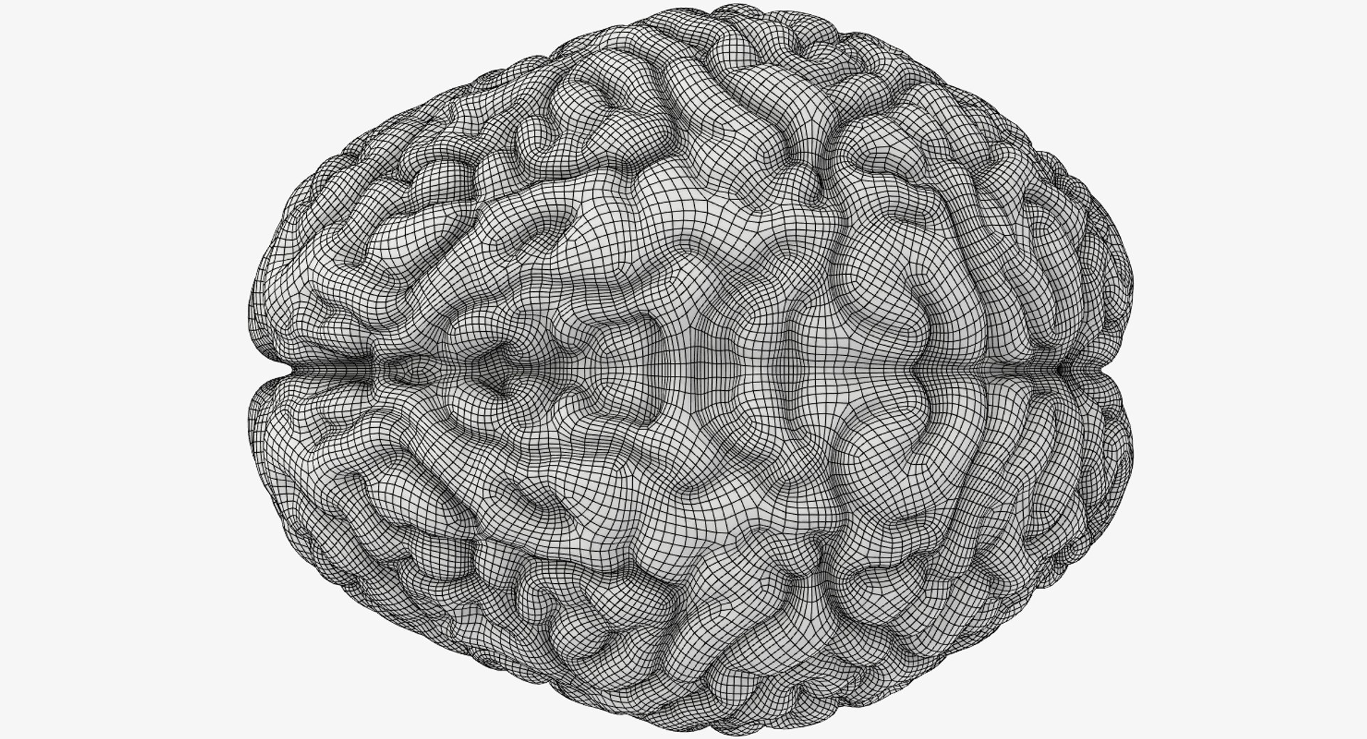 3d human brain