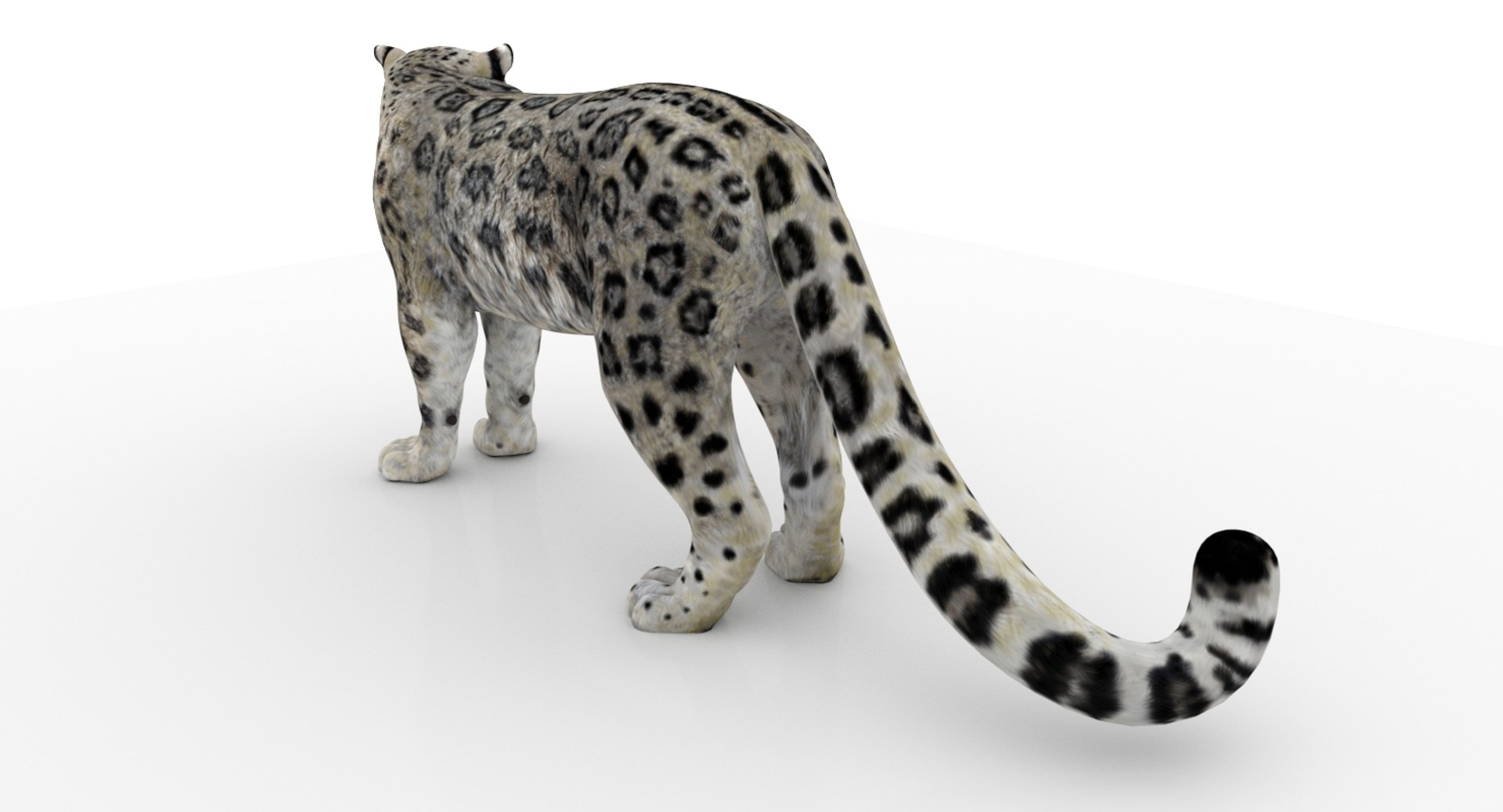 3D Snow Leopard 2 Rigged - TurboSquid 1379546