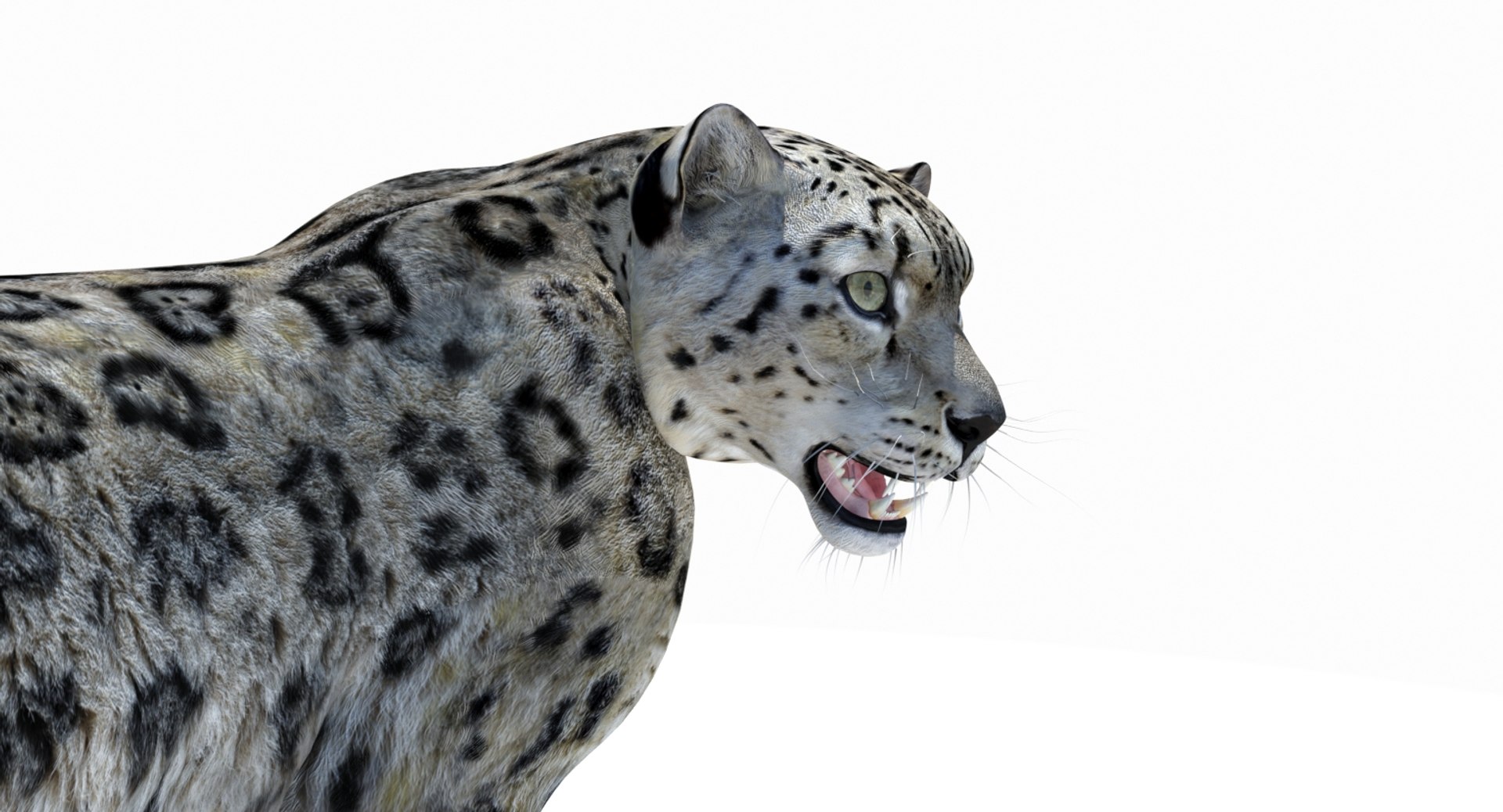 3D Snow Leopard 2 Rigged - TurboSquid 1379546