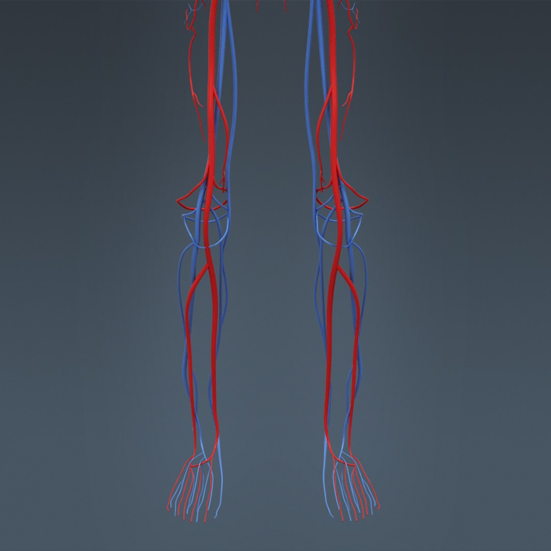 3ds human female anatomy