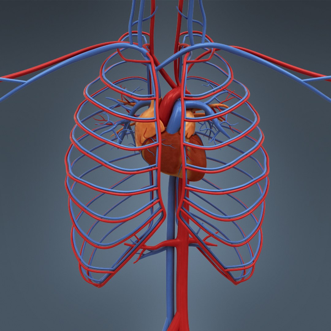 3ds human female anatomy