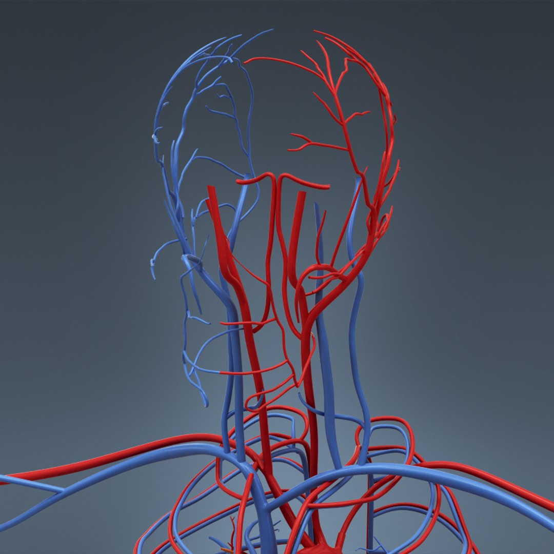 3ds human female anatomy
