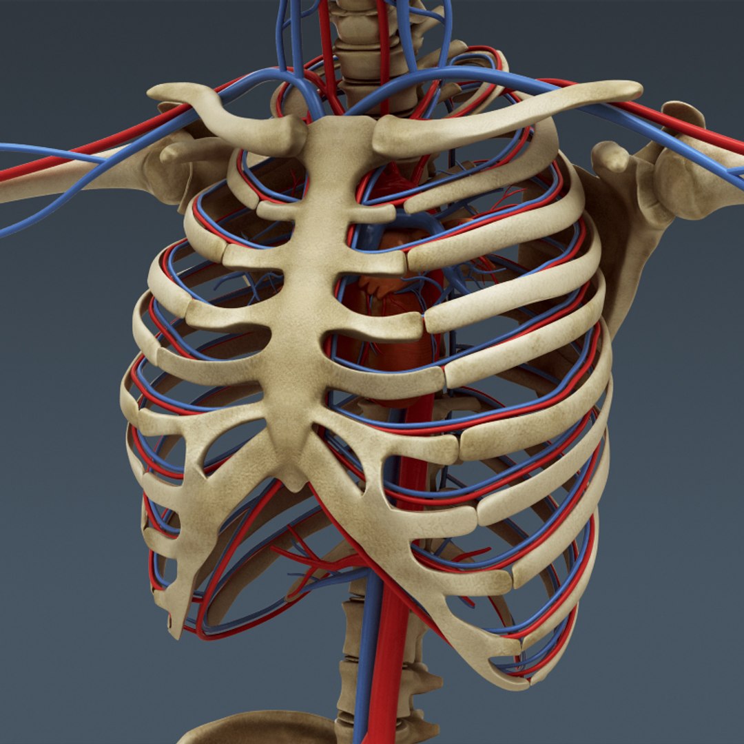 3ds human female anatomy