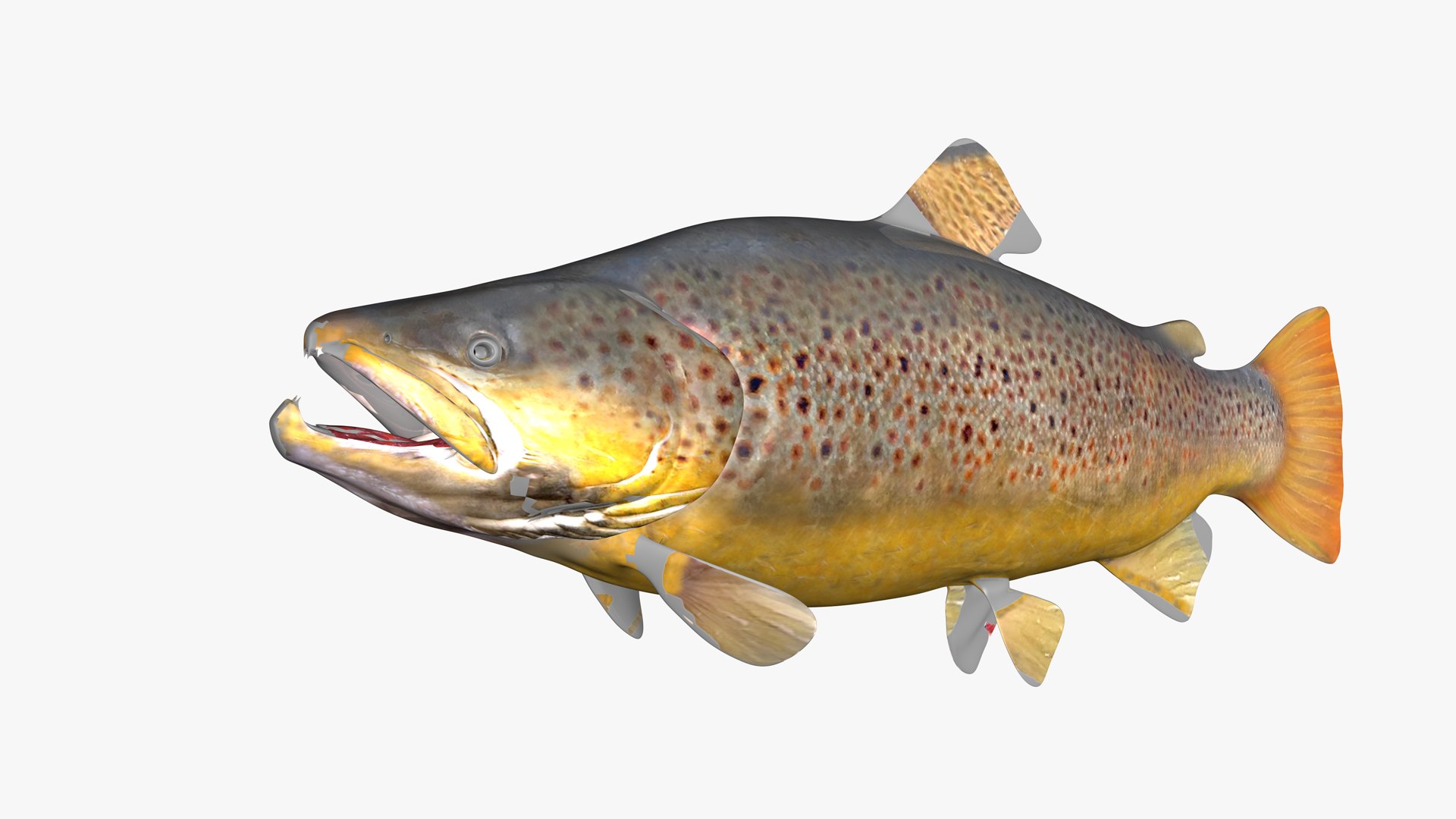 Brown Trout 3D Model - TurboSquid 1447825