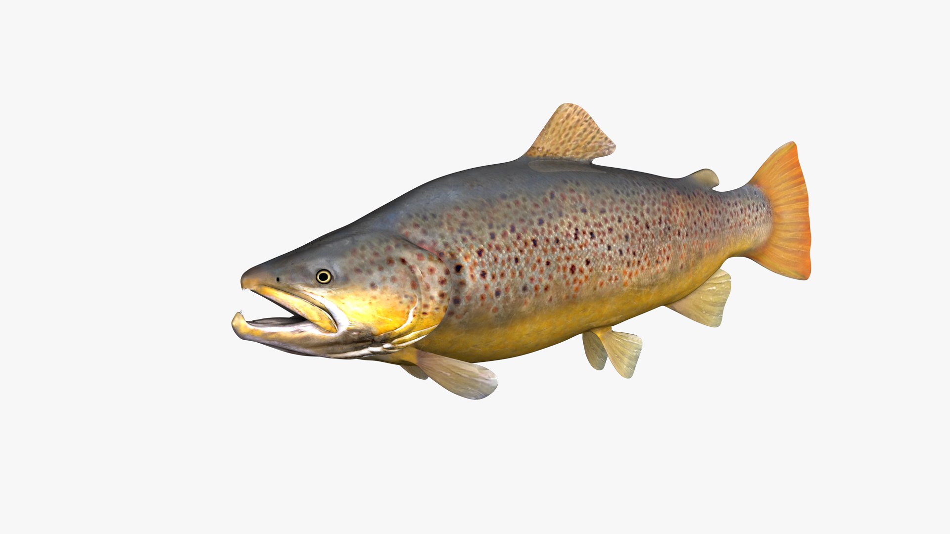 Brown Trout 3D Model - TurboSquid 1447825