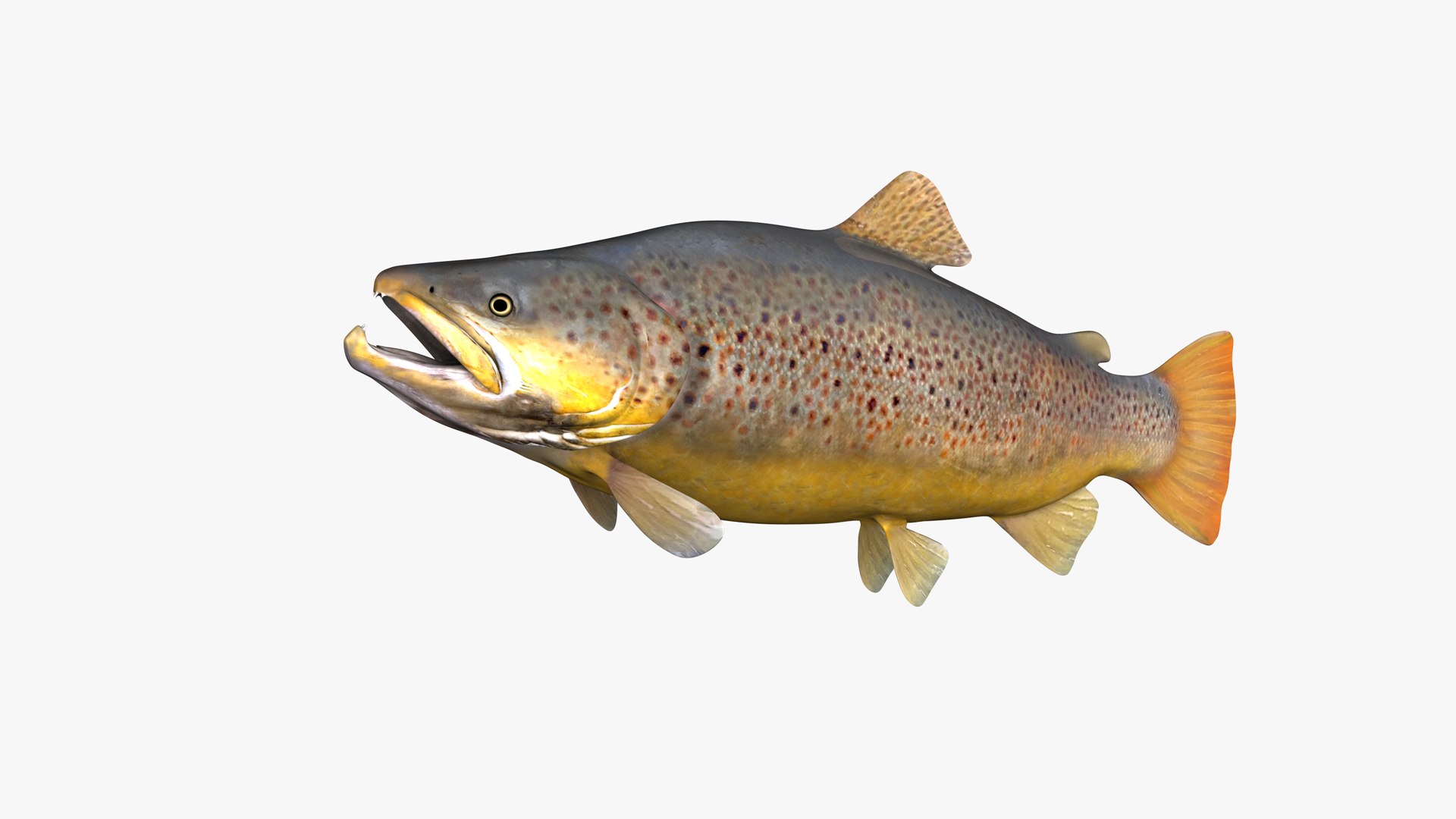 Brown Trout 3D Model - TurboSquid 1447825
