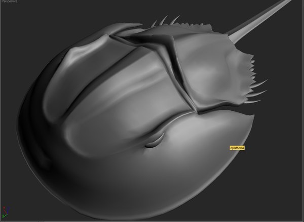 3d model limulus alaskan king