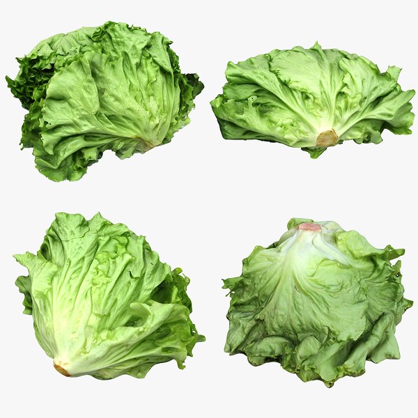 Lettuce 3D Models for Download | TurboSquid