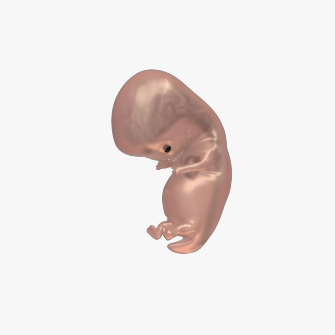3d Fetus Develops