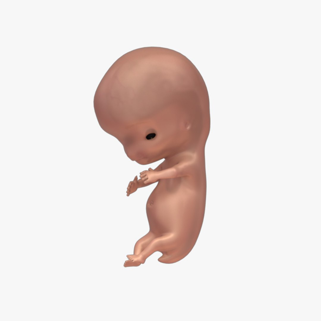3d Fetus Develops