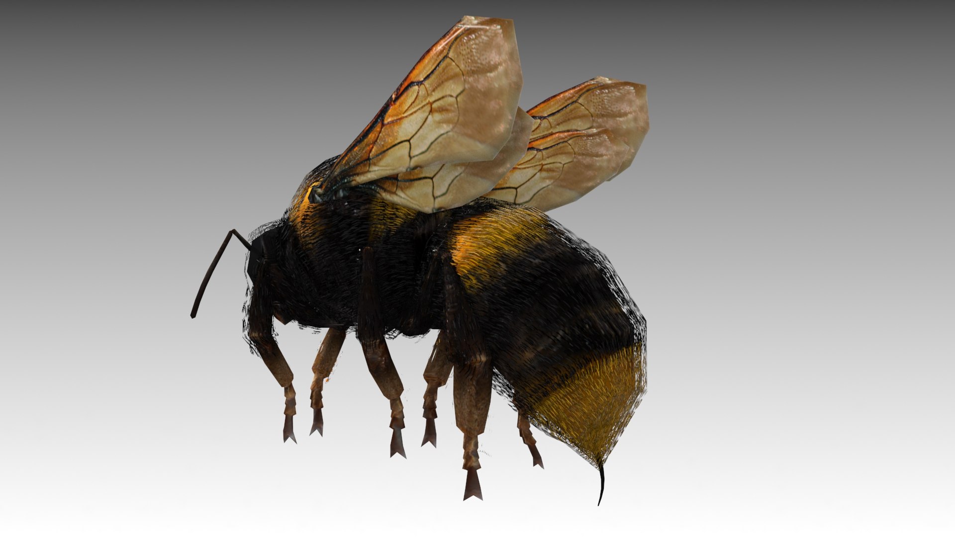 Bee Bumble 3D Model - TurboSquid 1326317
