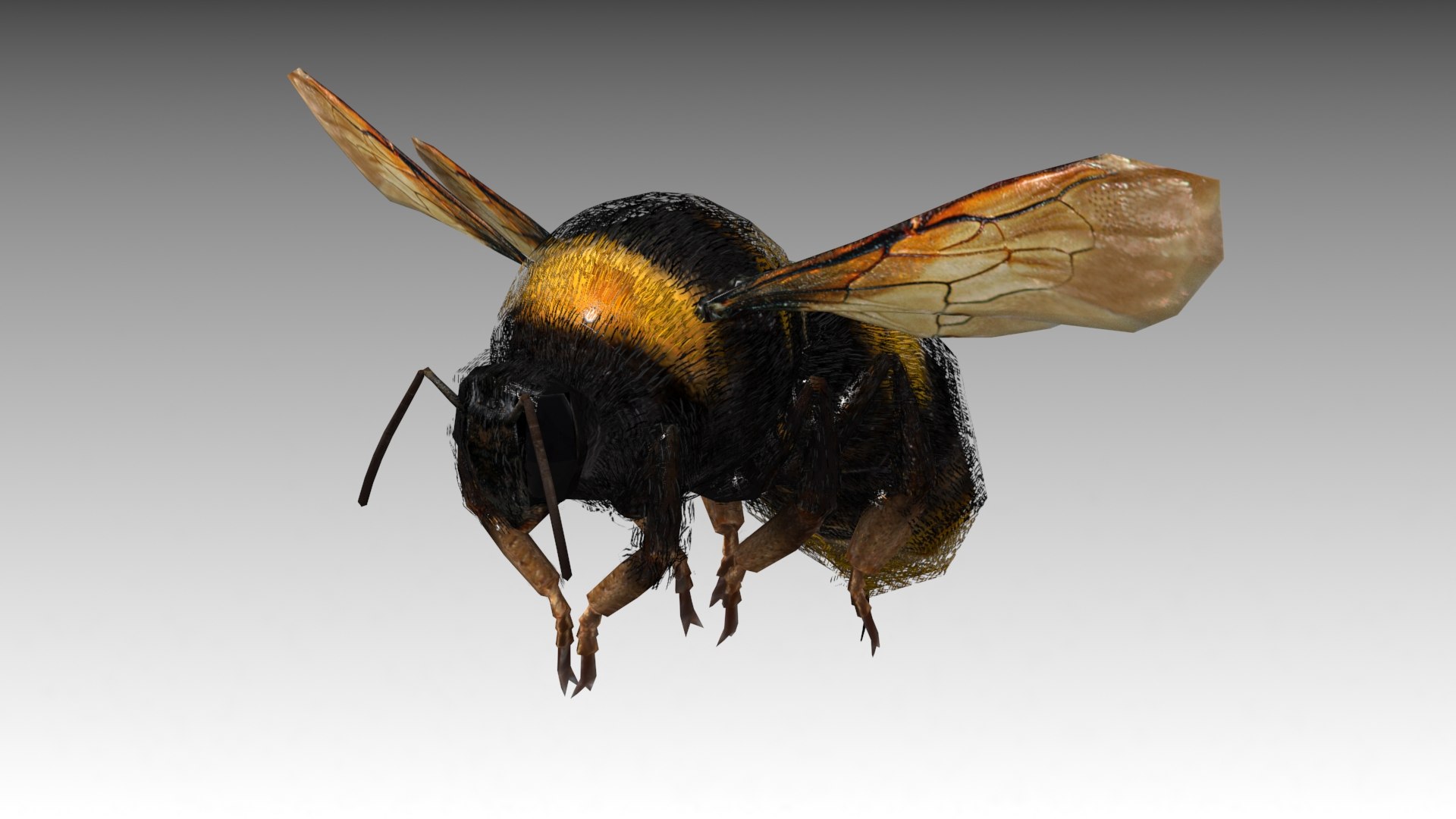 Bee Bumble 3D Model - TurboSquid 1326317