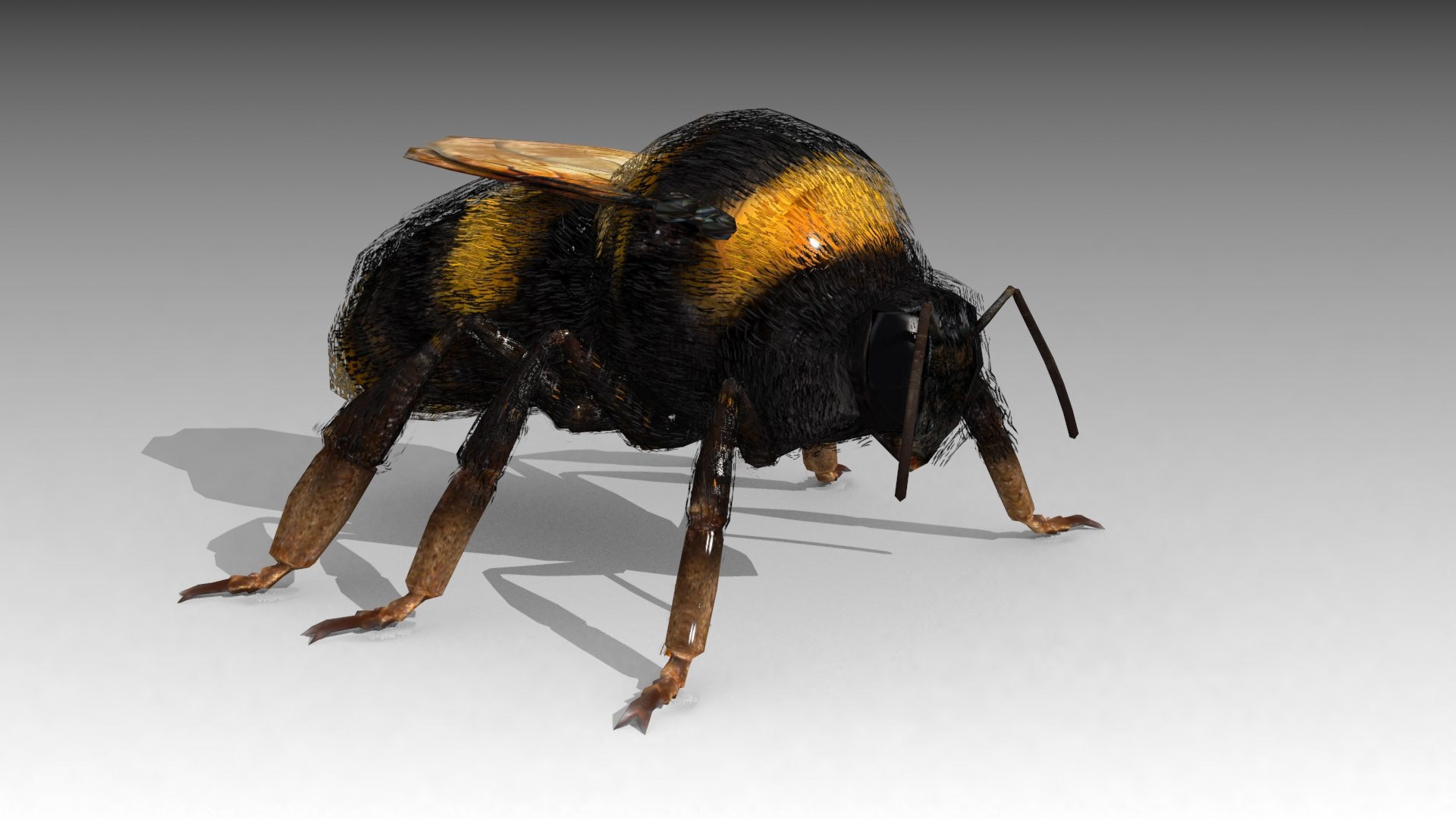 Bee Bumble 3D Model - TurboSquid 1326317
