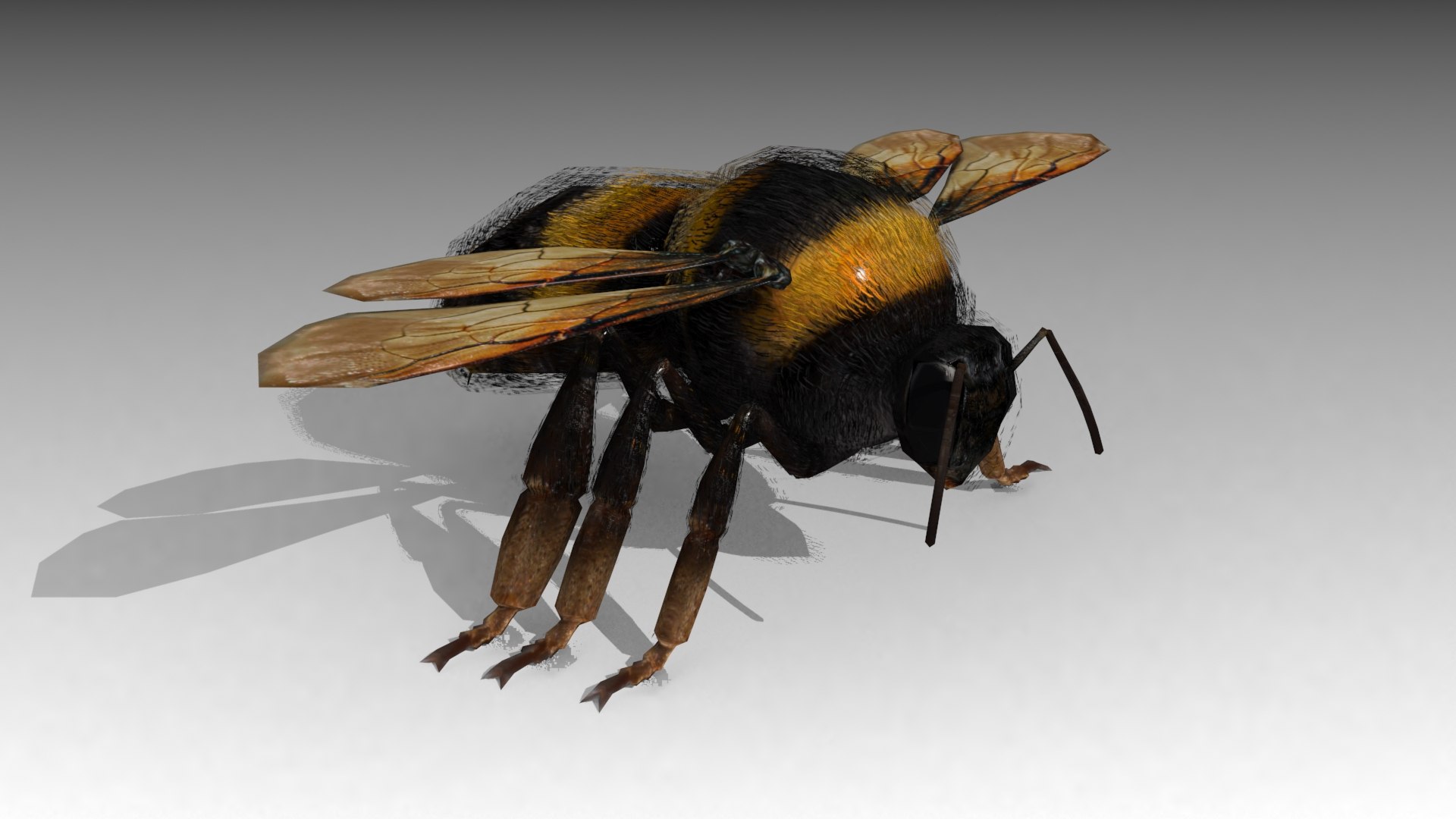 Bee Bumble 3D Model - TurboSquid 1326317