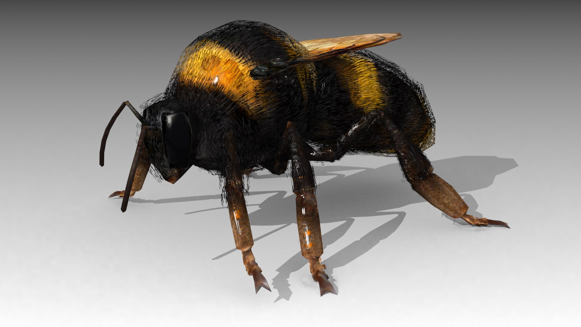 Bee Bumble 3D Model - TurboSquid 1326317