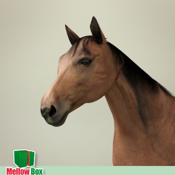 3d model horse bronco pony
