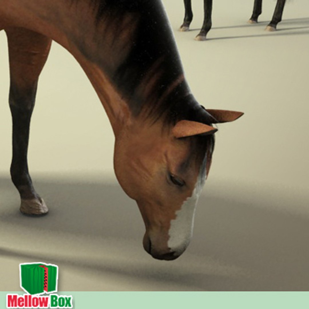 3d Model Horse Bronco Pony