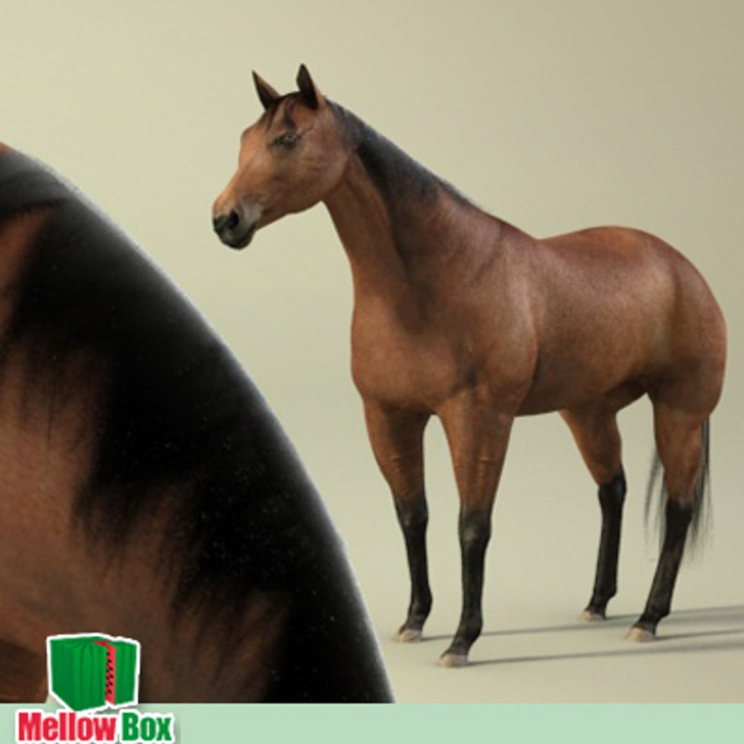 3d Model Horse Bronco Pony