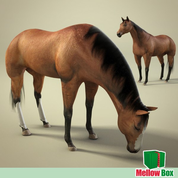 3d model horse bronco pony