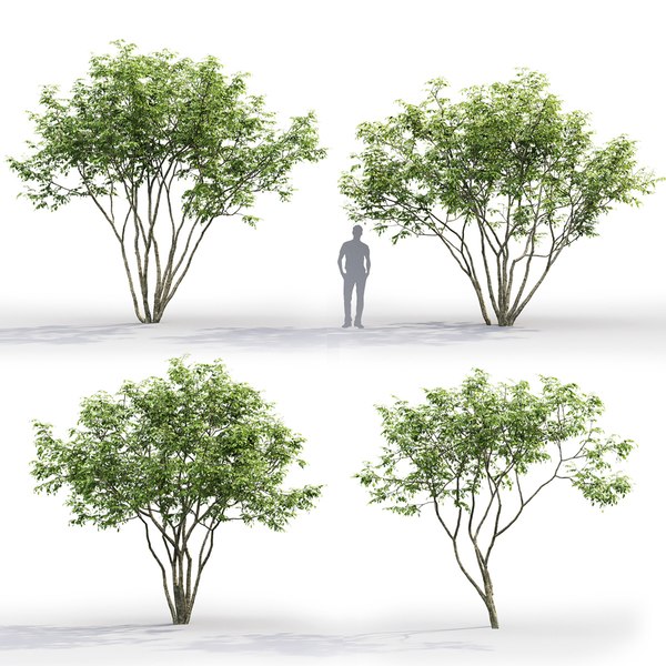 thornless honey locust tree 3d model