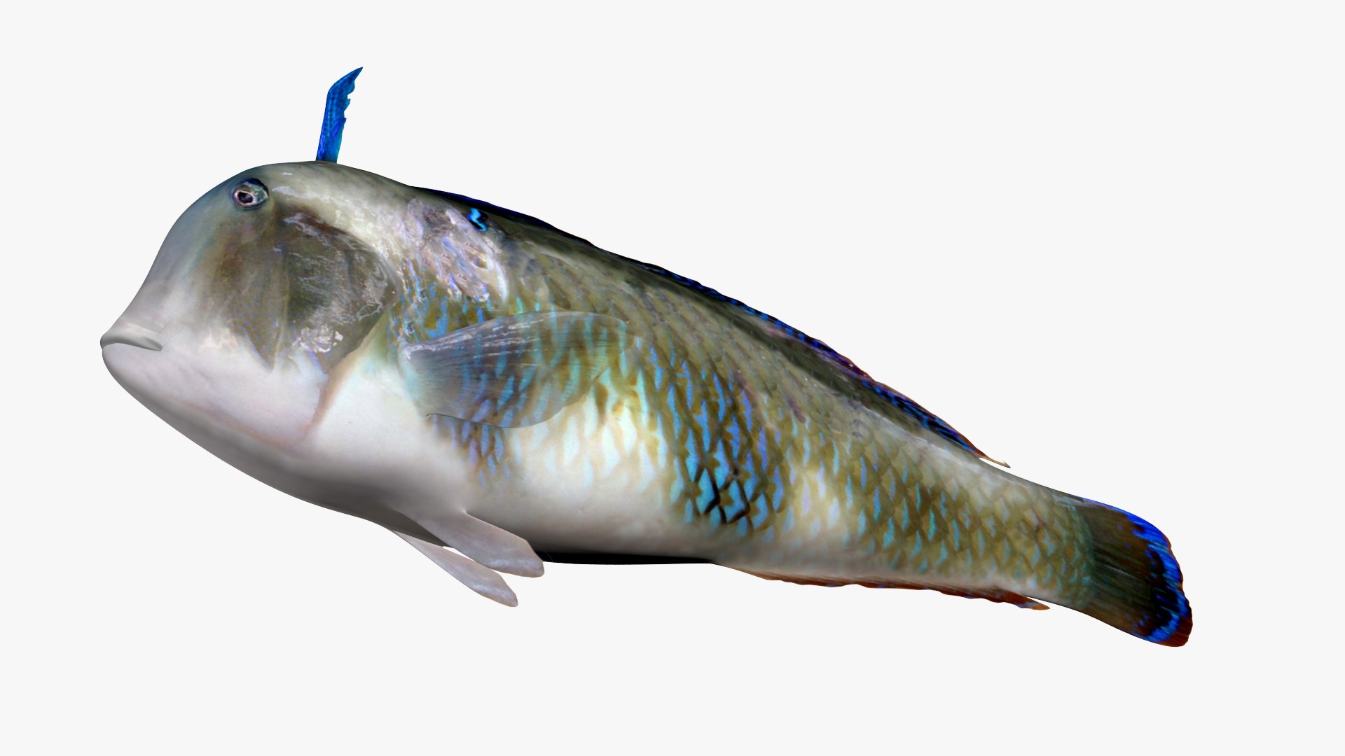 Peacock Razorfish Model - TurboSquid 1692821