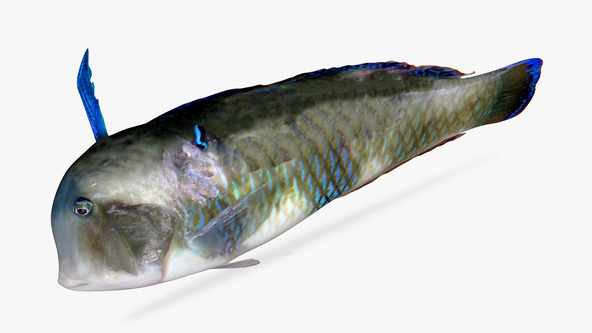 Peacock Razorfish Model - TurboSquid 1692821