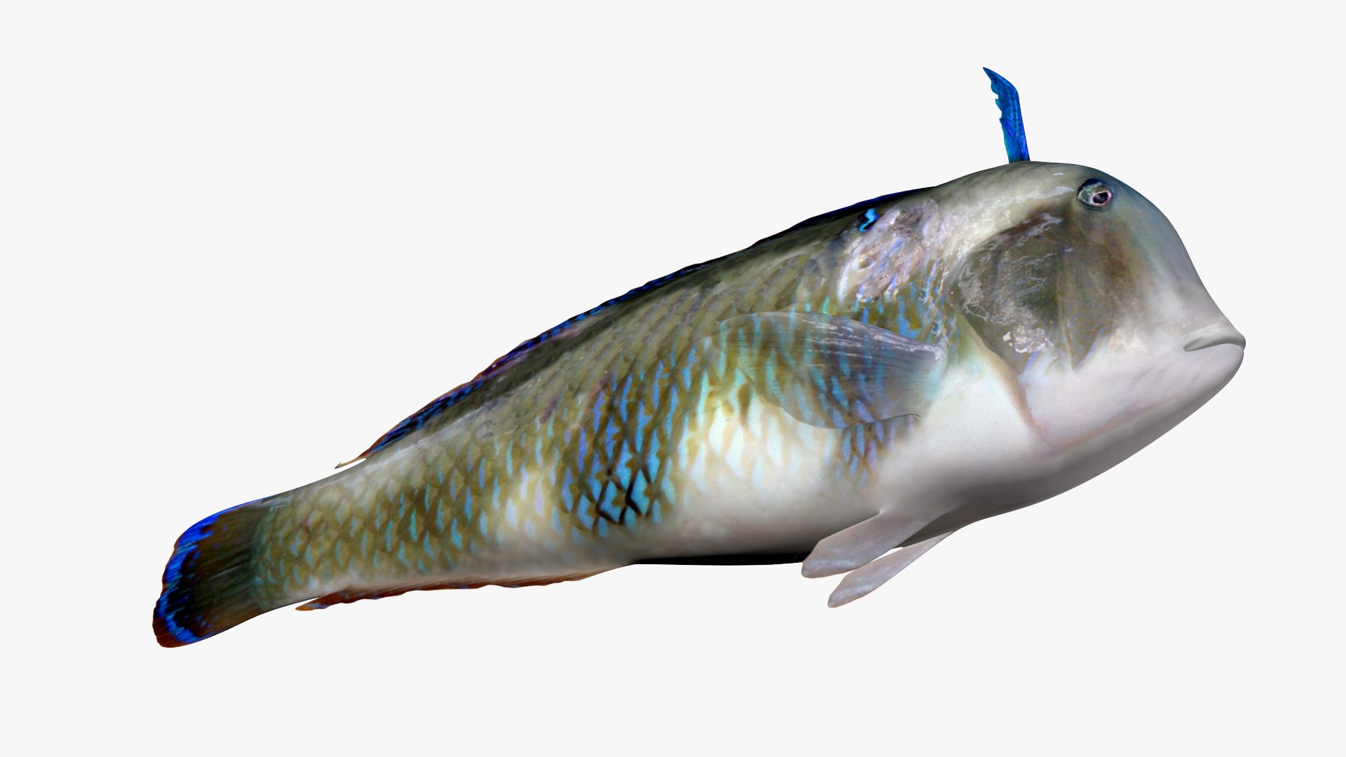 Peacock Razorfish Model - TurboSquid 1692821