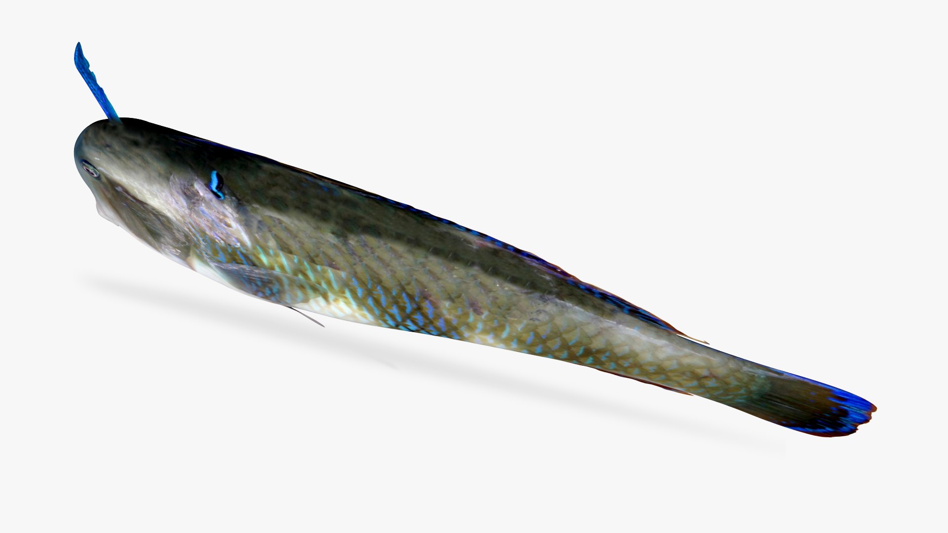Peacock Razorfish Model - TurboSquid 1692821