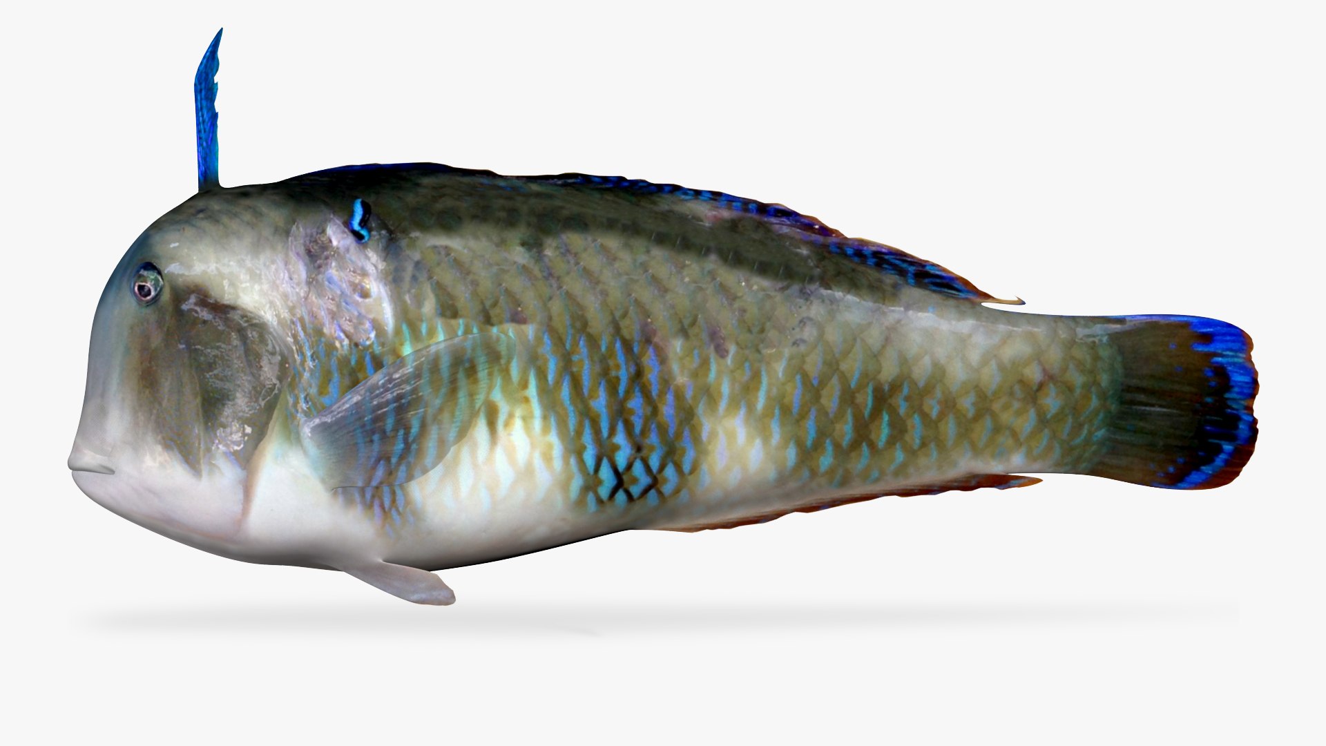 Peacock Razorfish Model - TurboSquid 1692821