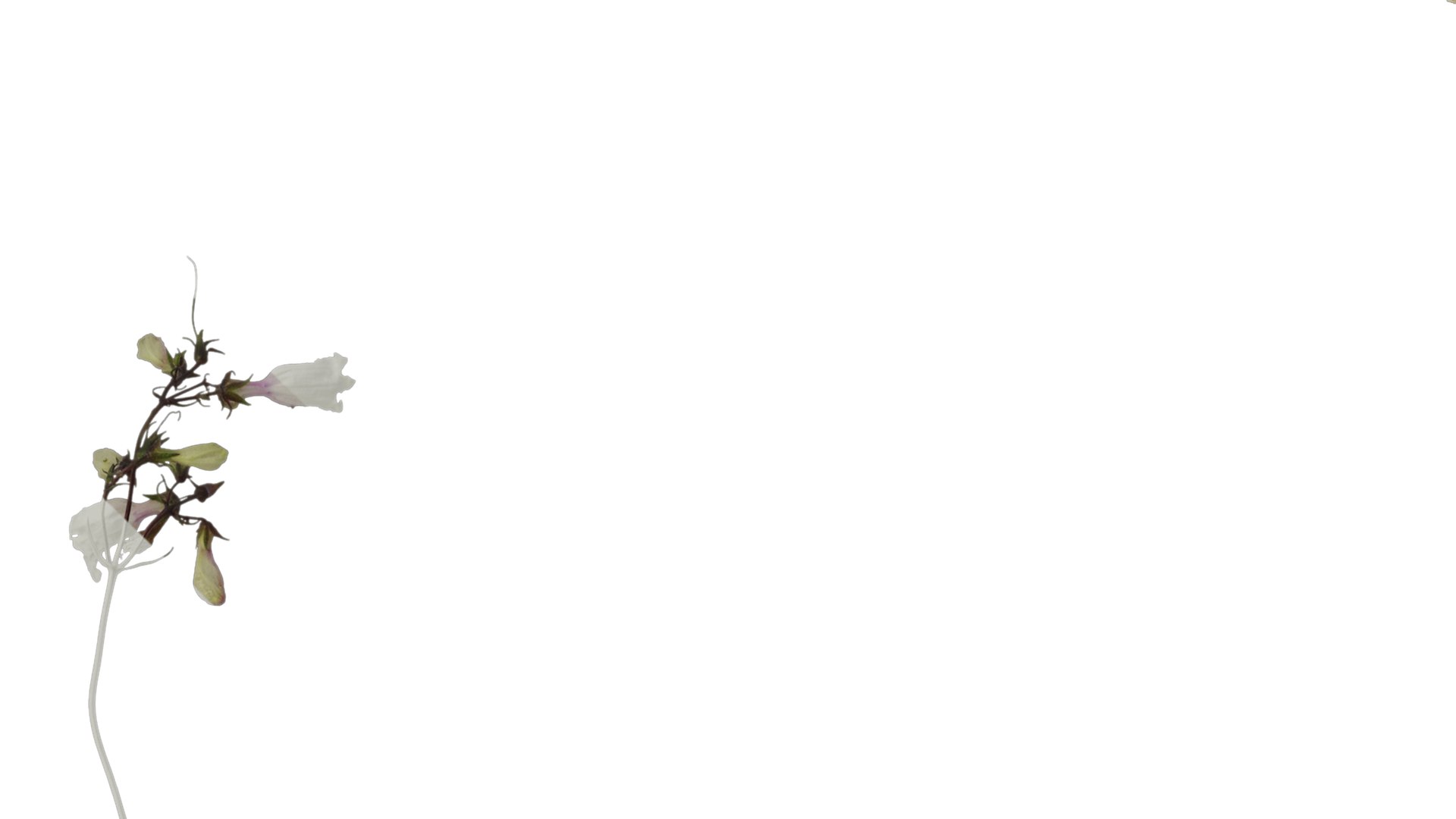 Anydrafts Penstemon Digitalis Atlas 01 Textures 3D Model - TurboSquid ...