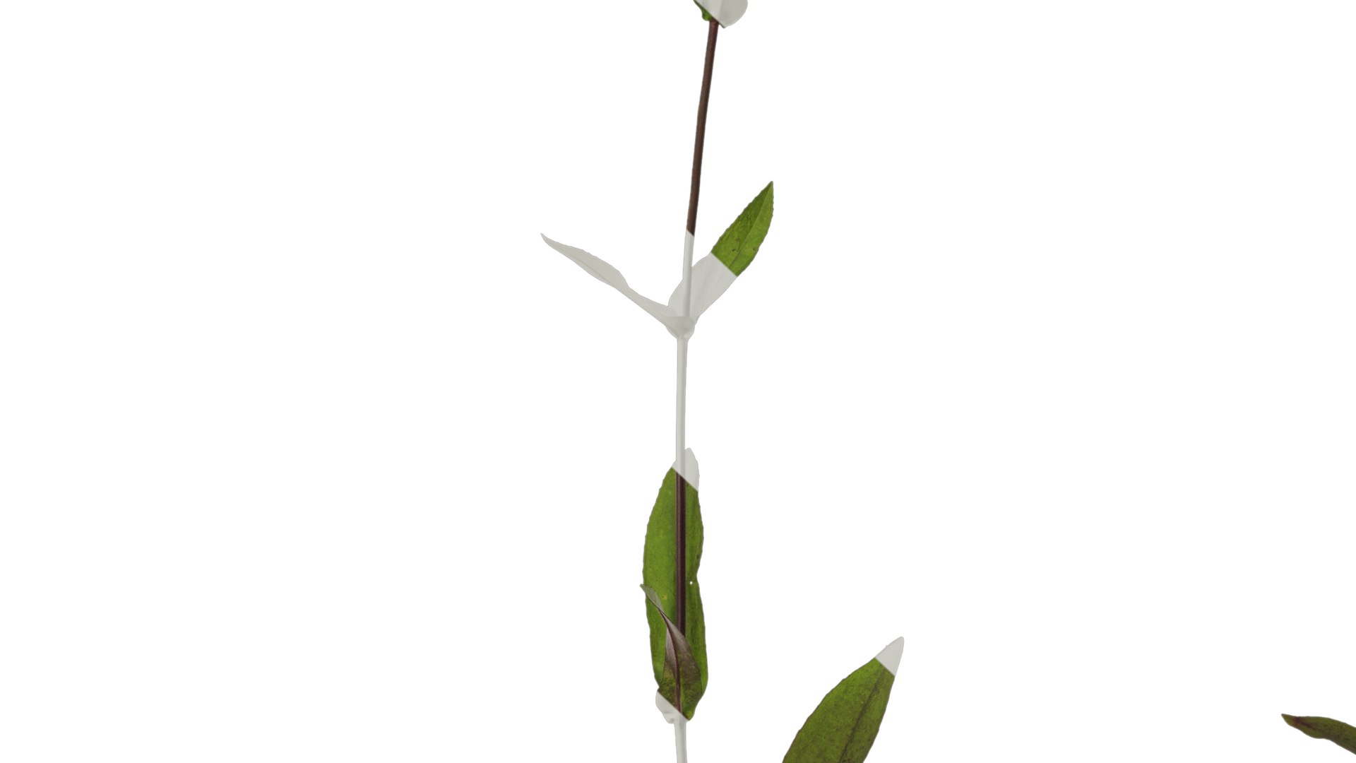 Anydrafts Penstemon Digitalis Atlas 01 Textures 3D Model - TurboSquid ...
