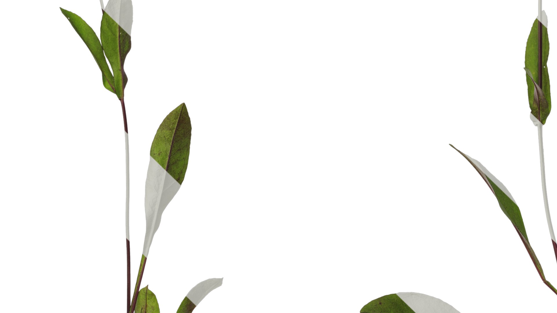 Anydrafts Penstemon Digitalis Atlas 01 Textures 3D Model - TurboSquid ...