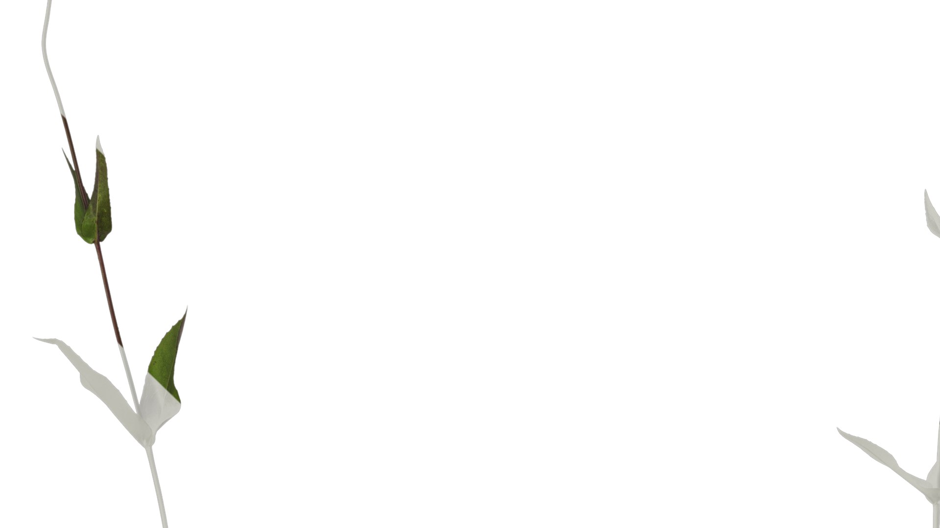 Anydrafts Penstemon Digitalis Atlas 01 Textures 3D Model - TurboSquid ...