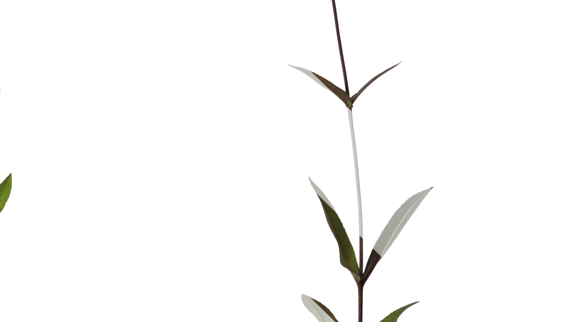 Anydrafts Penstemon Digitalis Atlas 01 Textures 3D Model - TurboSquid ...