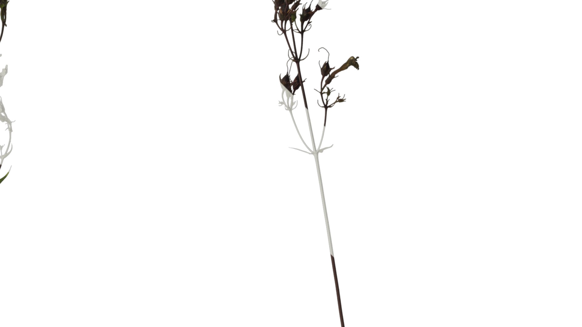 Anydrafts Penstemon Digitalis Atlas 01 Textures 3D Model - TurboSquid ...