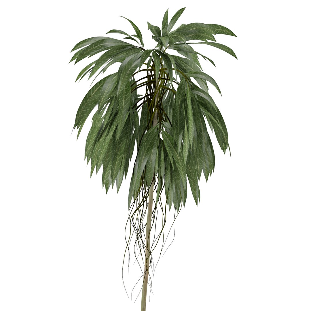 Single Plant 01 3D Model - TurboSquid 1586376