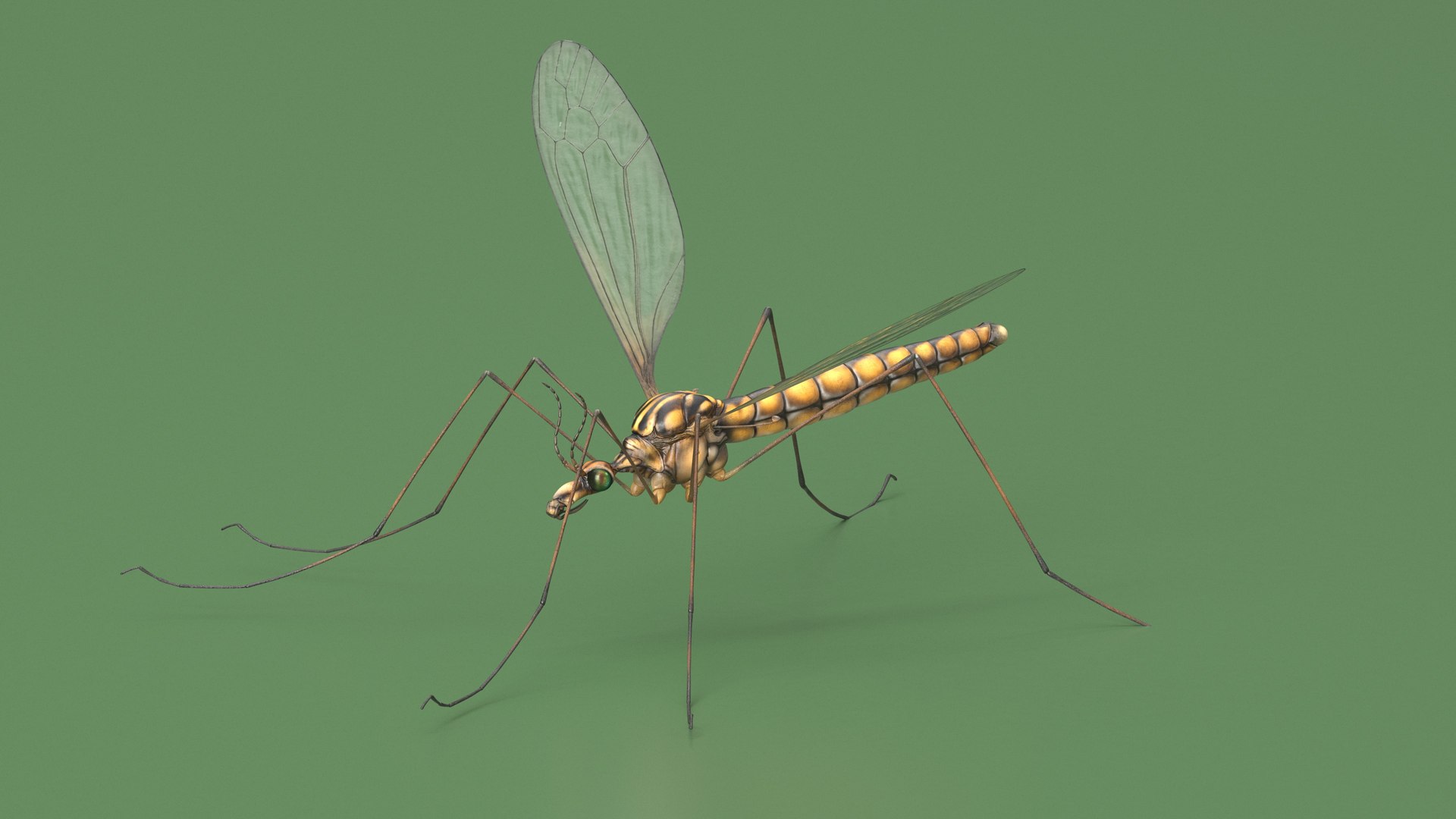 3D Model Crane Fly Gallinipper Mosquito Rigged For Maya - TurboSquid ...