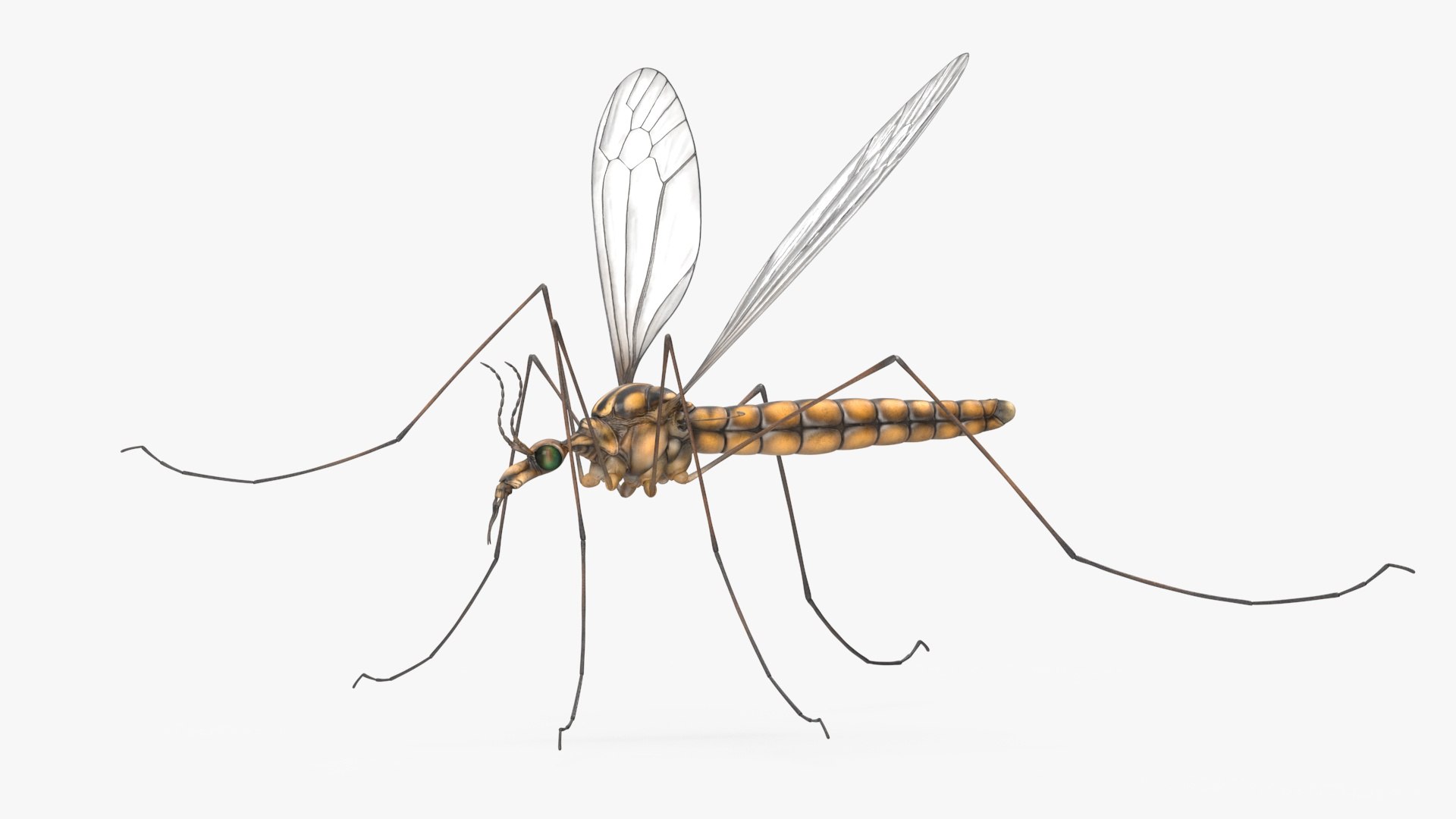 3D Model Crane Fly Gallinipper Mosquito Rigged For Maya - TurboSquid ...