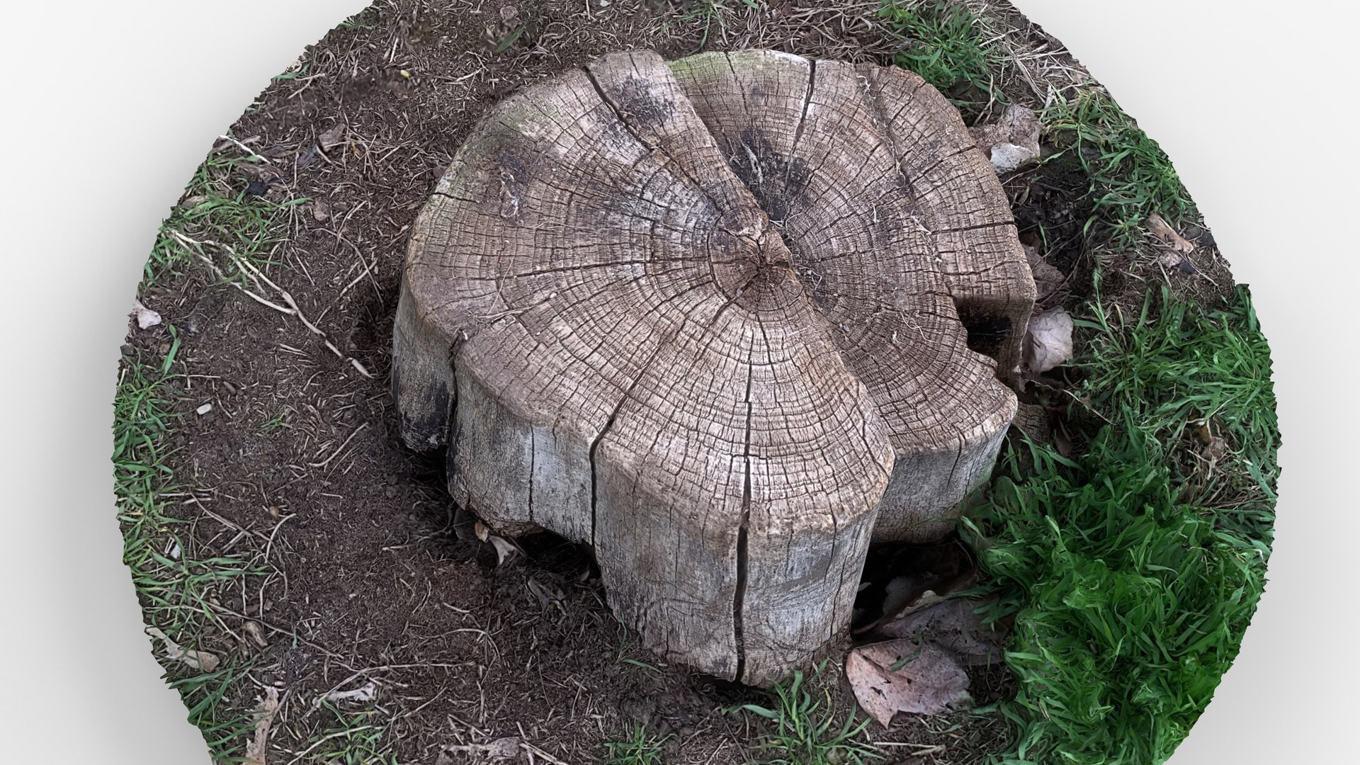 Photorealistic 3D Scan Of Tree Sawed Wood Stump 3D Model - TurboSquid ...