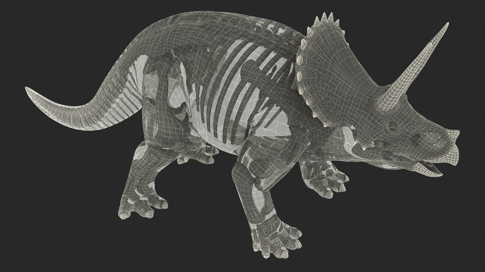 Triceratops fossil standing pose 3D model - TurboSquid 1503413