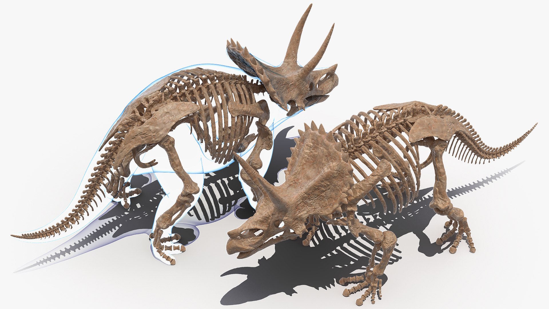 Triceratops fossil standing pose 3D model - TurboSquid 1503413
