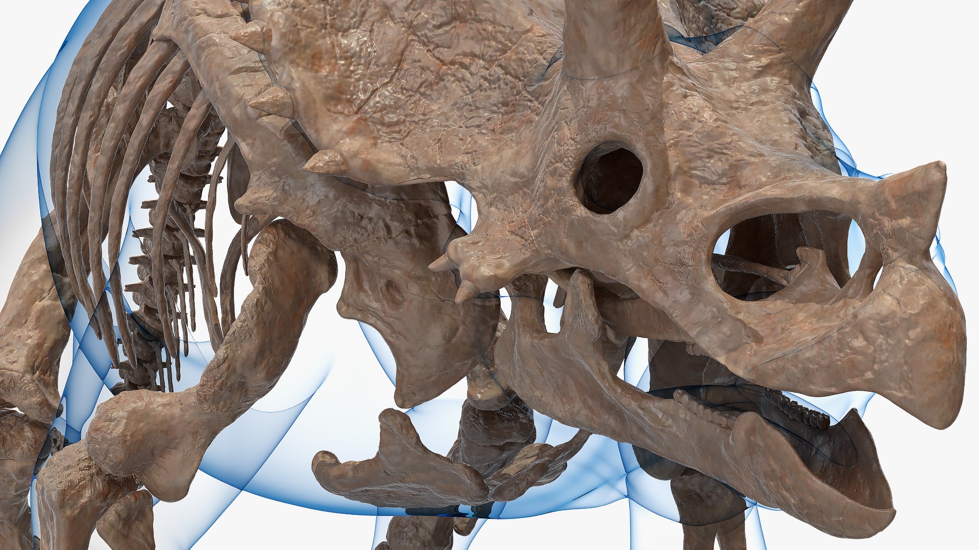 Triceratops fossil standing pose 3D model - TurboSquid 1503413