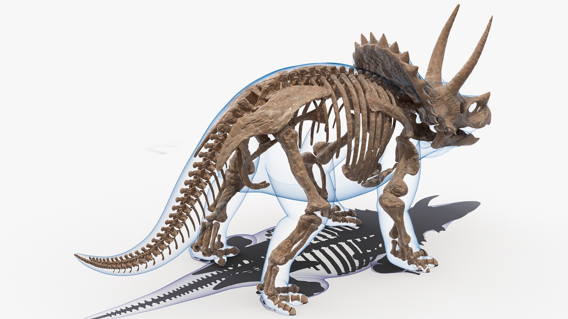 Triceratops fossil standing pose 3D model - TurboSquid 1503413