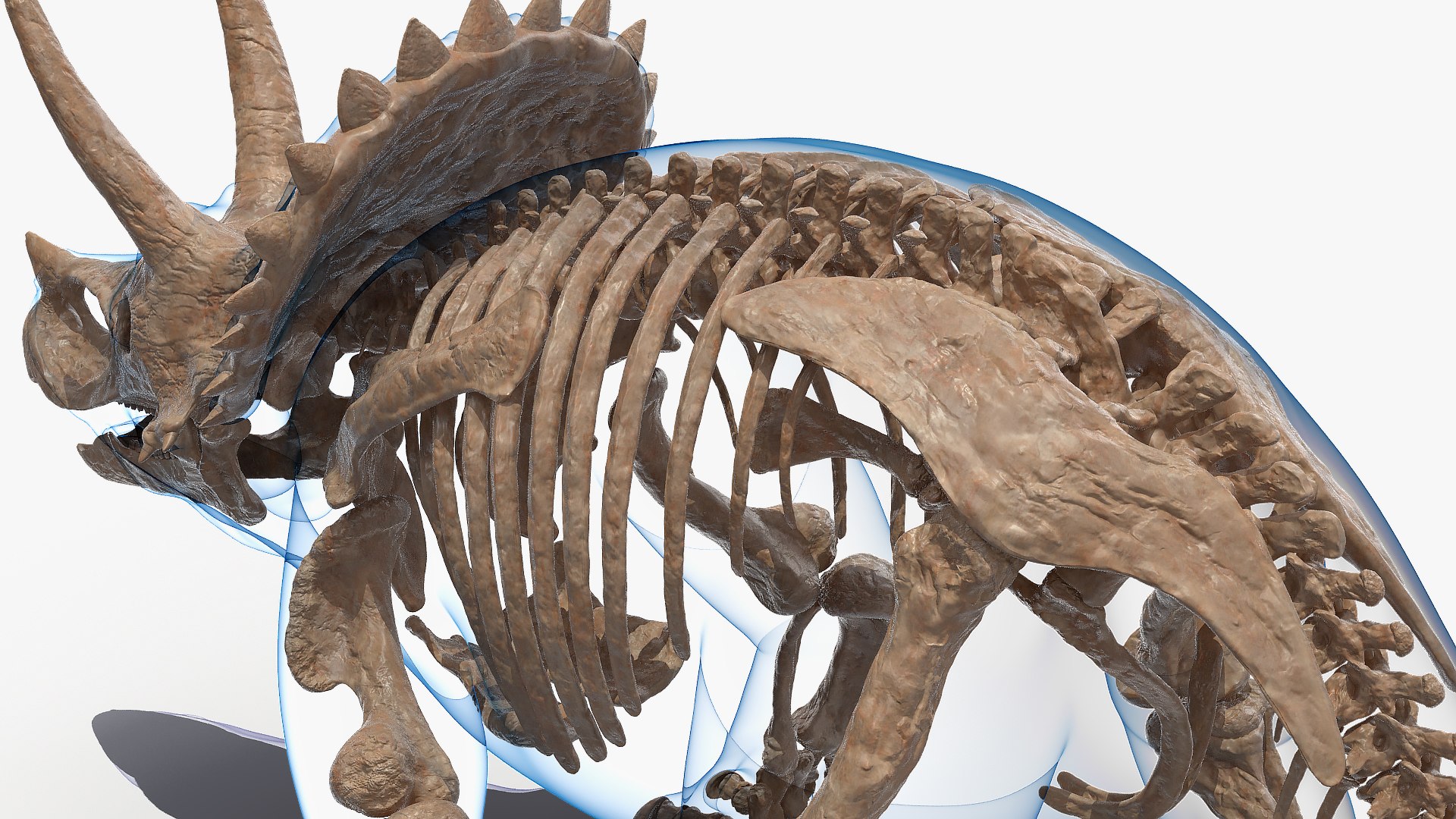 Triceratops fossil standing pose 3D model - TurboSquid 1503413