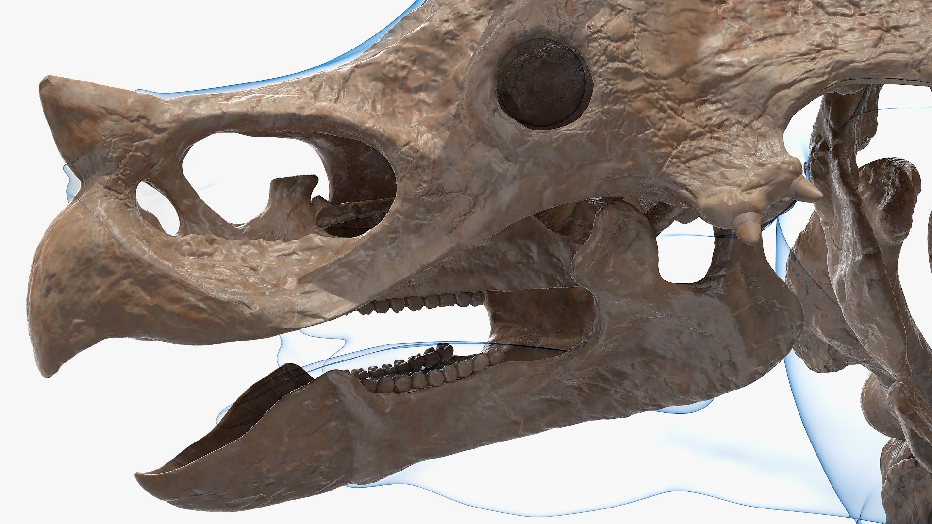 Triceratops fossil standing pose 3D model - TurboSquid 1503413