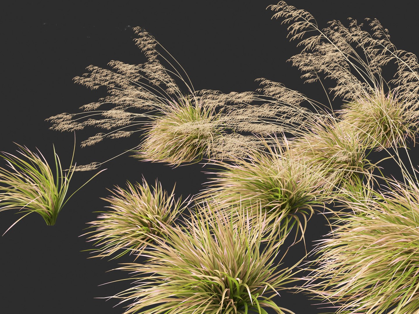 3D Deschampsia Cespitosa Northern Lights - Tufted Hair Grass 02 ...